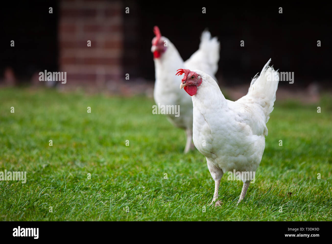 White hens hi-res stock photography and images - Alamy