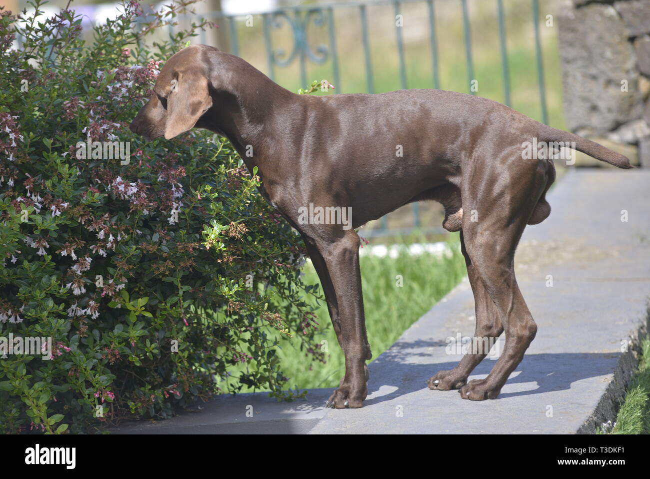 Braco hi-res stock photography and images - Alamy