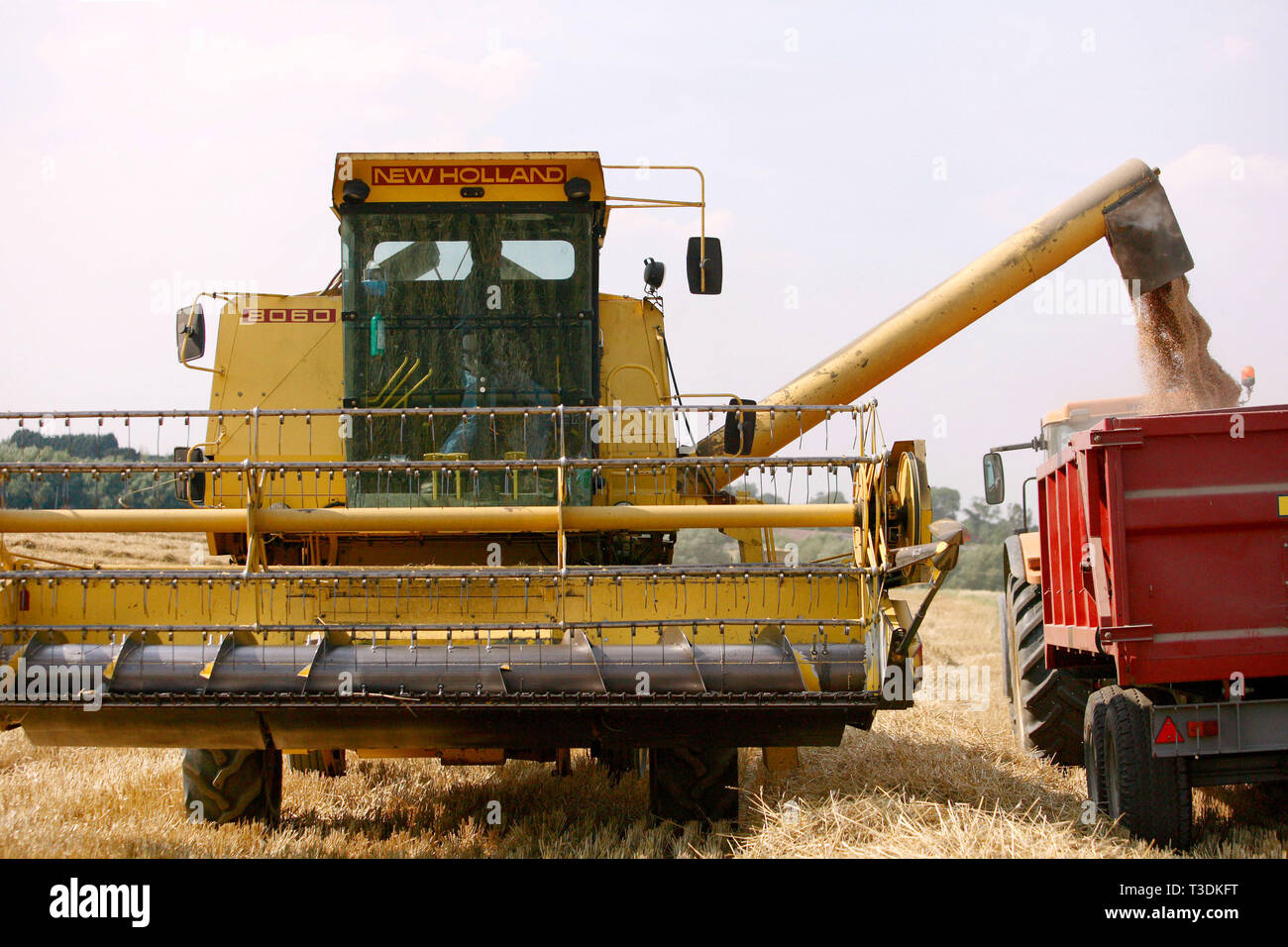 A large New Holland combine harvester cutting straw on a farm in ...