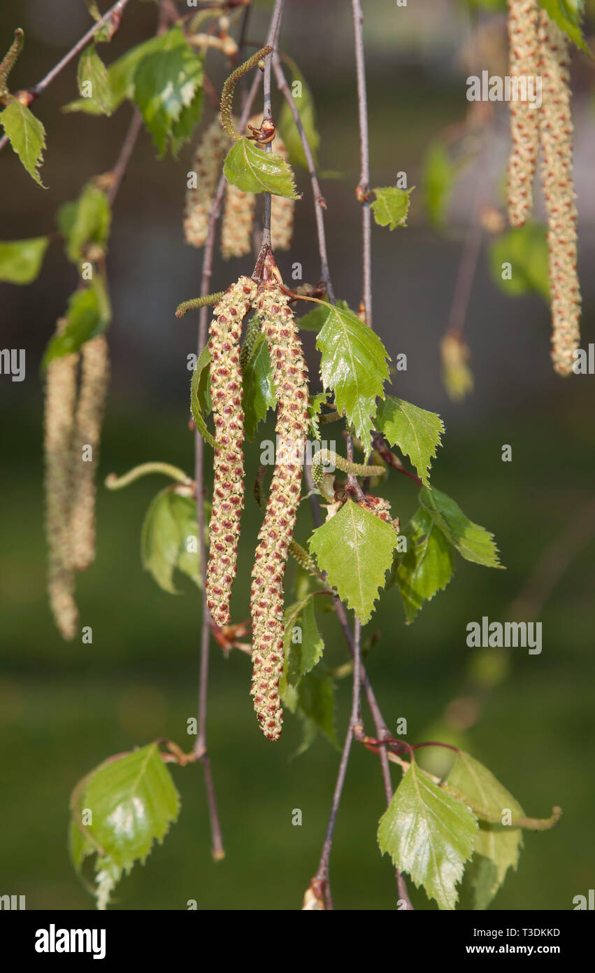 birch pollen, Germany Stock Photo - Alamy