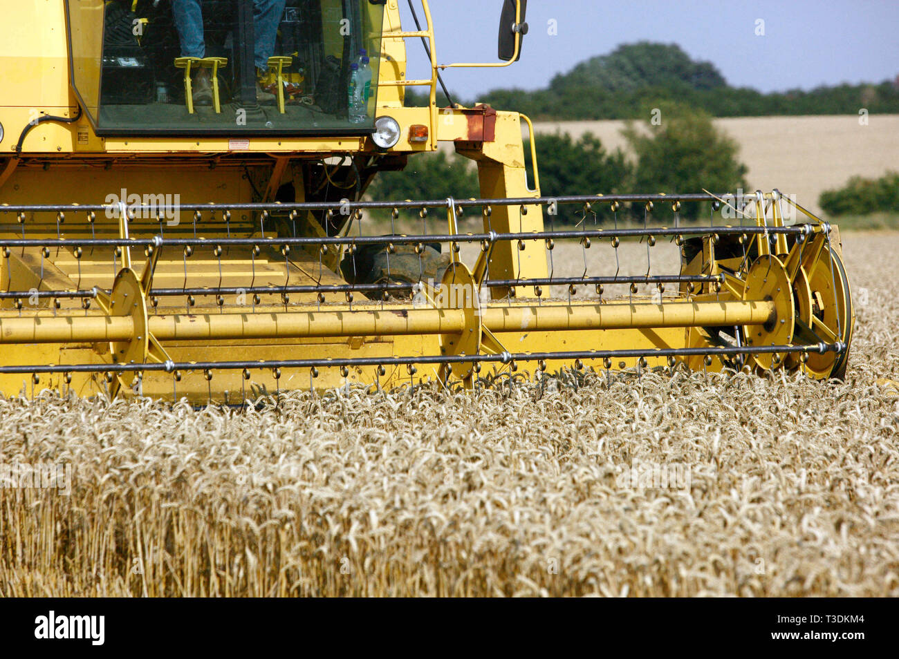 A large New Holland combine harvester cutting straw on a farm in ...