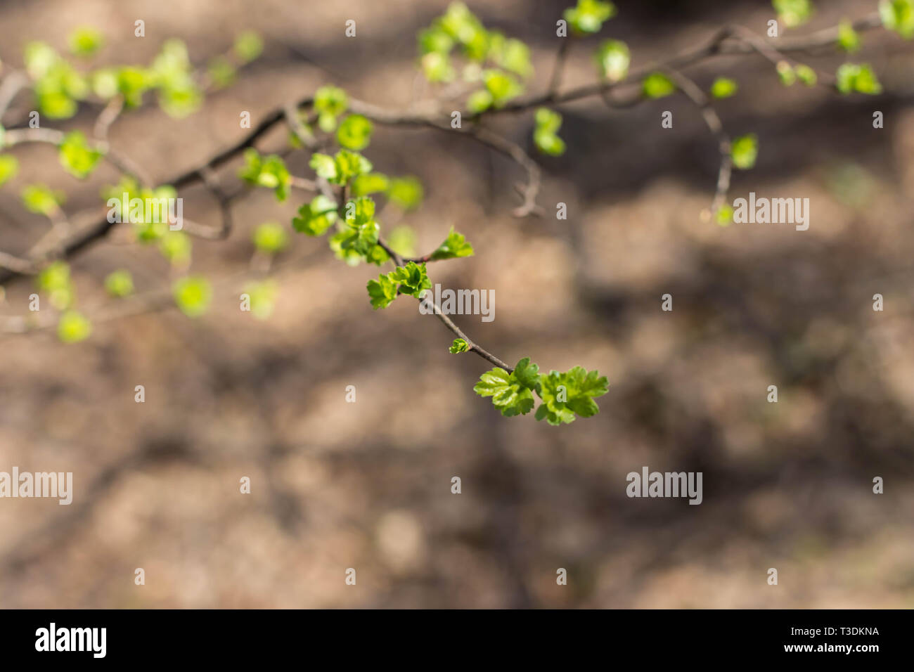 Young hawthorn leaves hi-res stock photography and images - Alamy