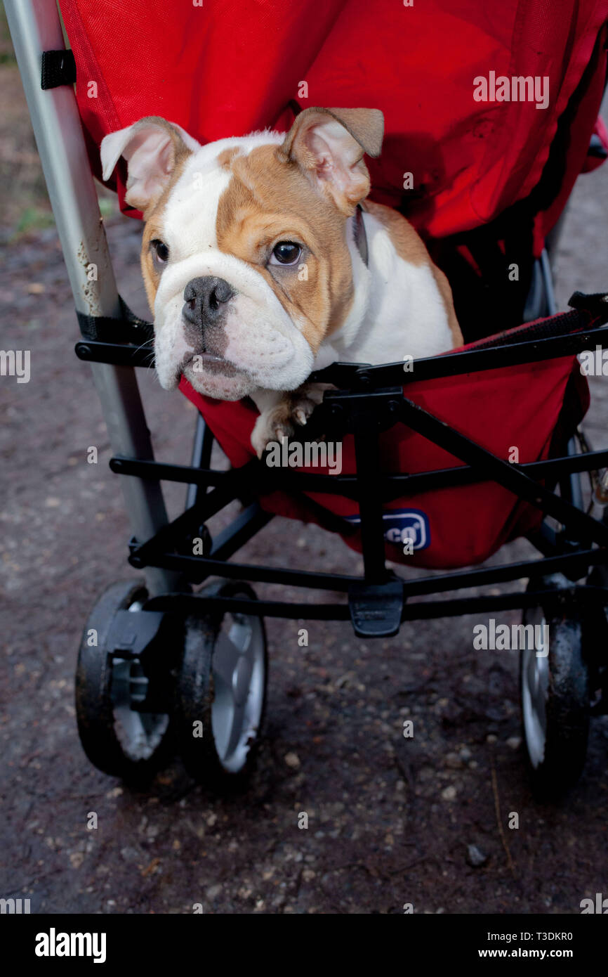 A British bulldog puppy in a pushchair Stock Photo - Alamy