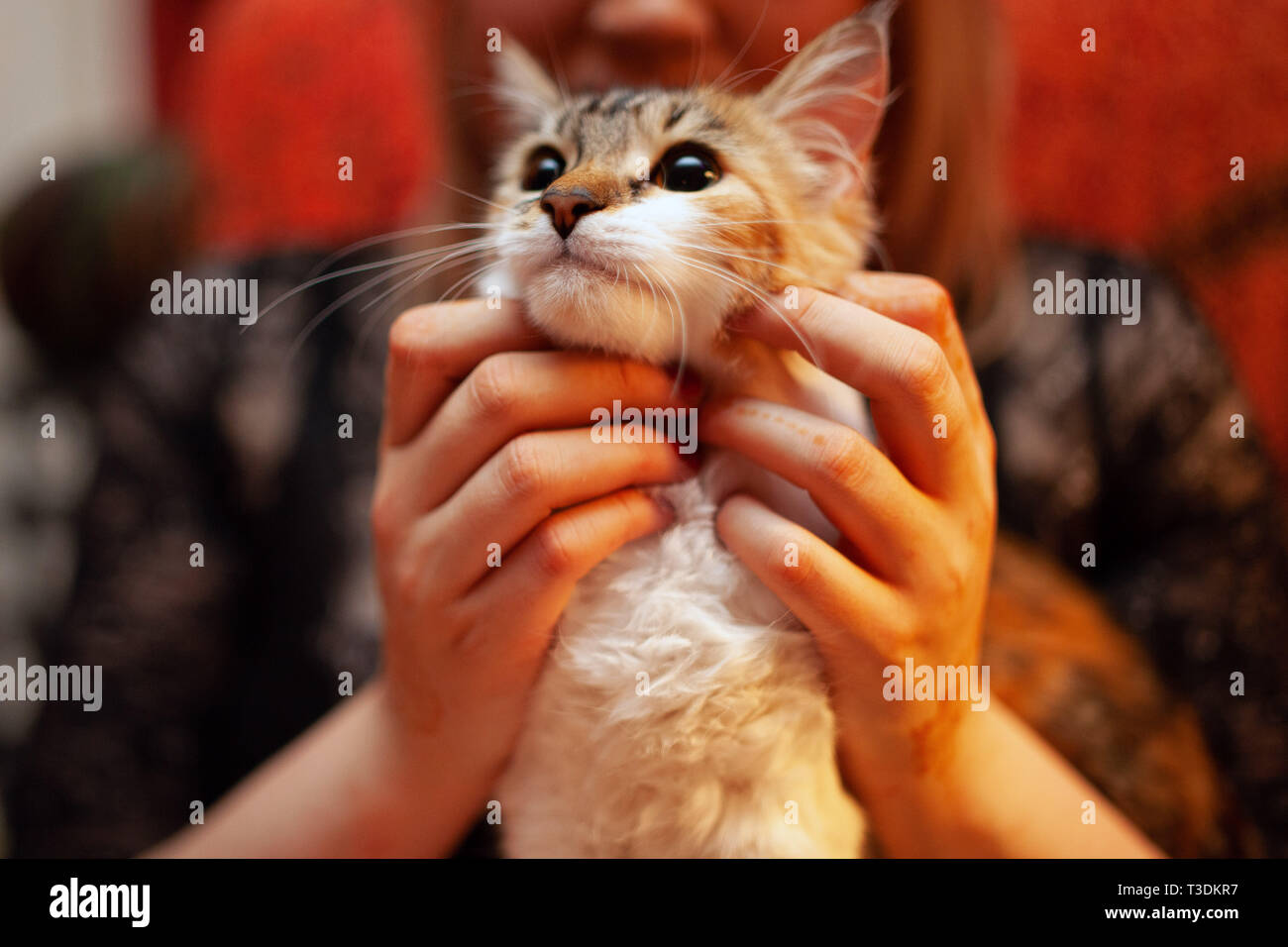 Kitten being held hi-res stock photography and images - Alamy