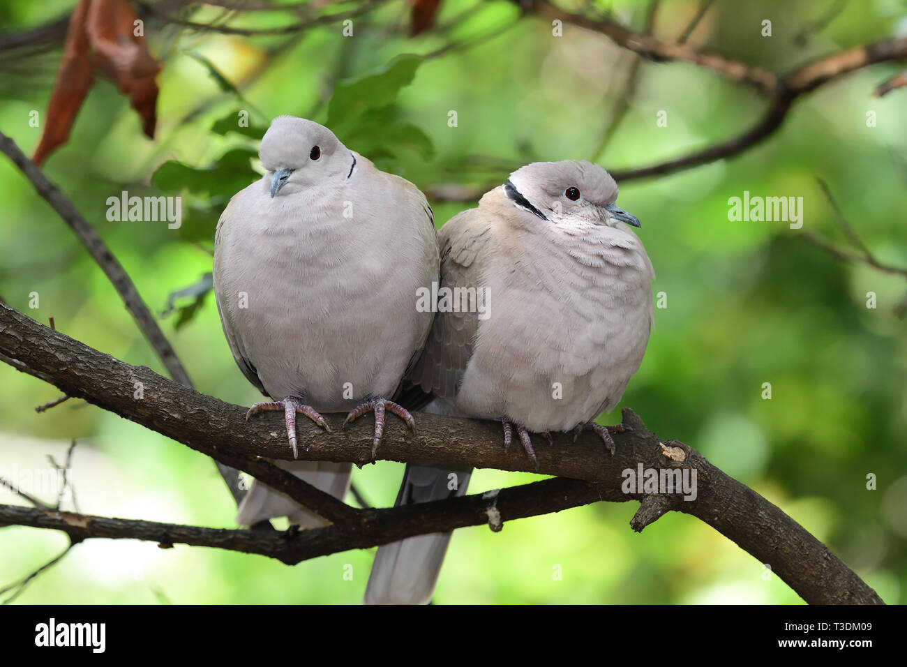 Portrait of a two Eurasian collared doves (streptopelia decaocto ...