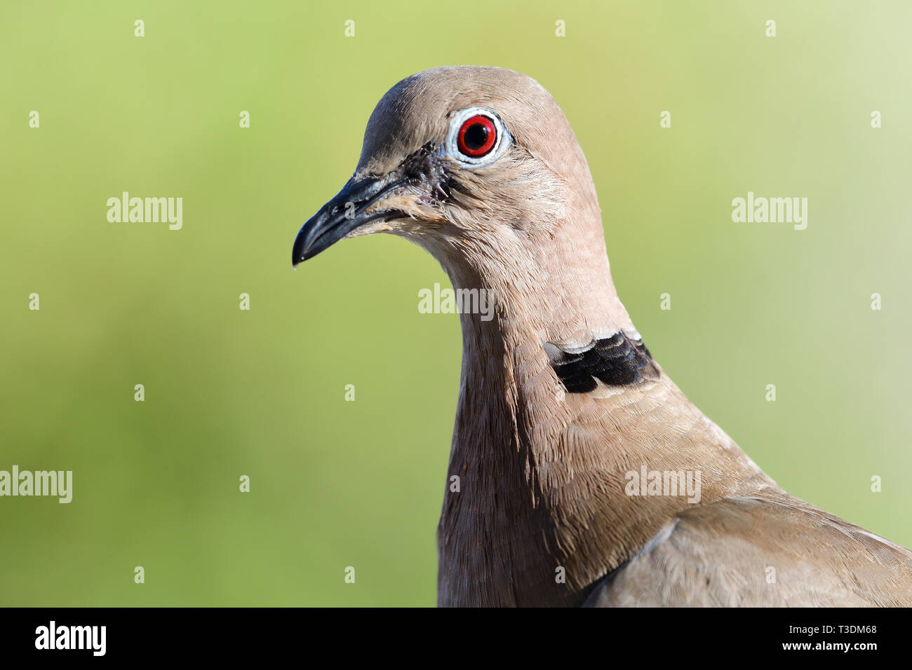 Heads hot of a Eurasian collared dove (streptopelia decaocto Stock ...