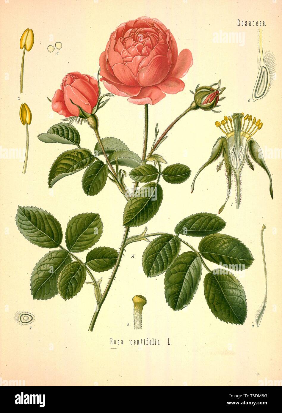 Beautiful vintage hand drawn illustrations of plants and flowers from ...