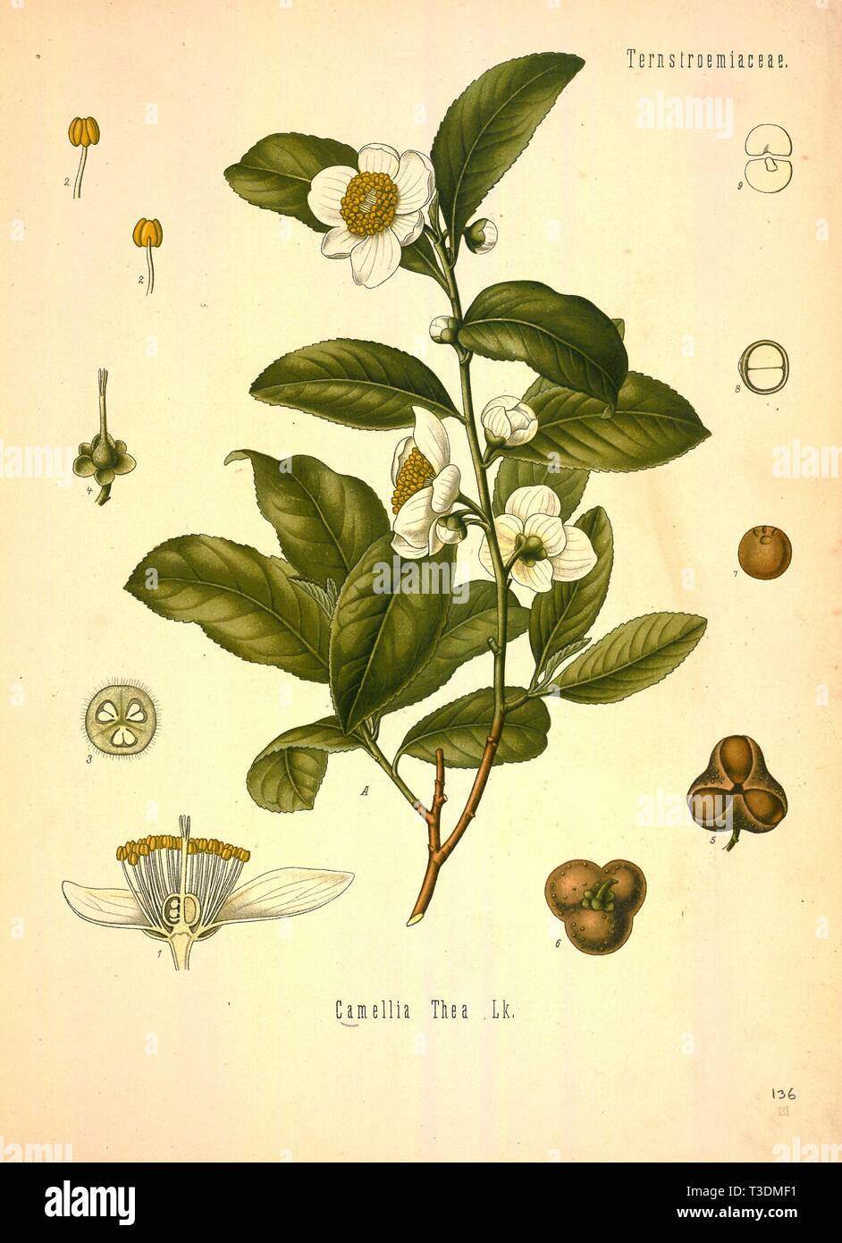 Beautiful vintage hand drawn illustrations of plants and flowers from ...