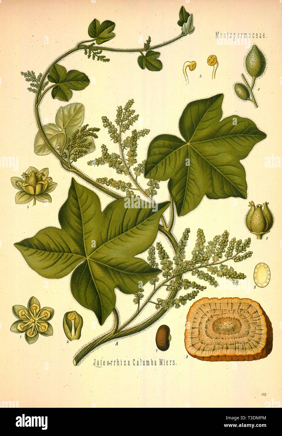 Beautiful vintage hand drawn illustrations of plants and flowers from ...