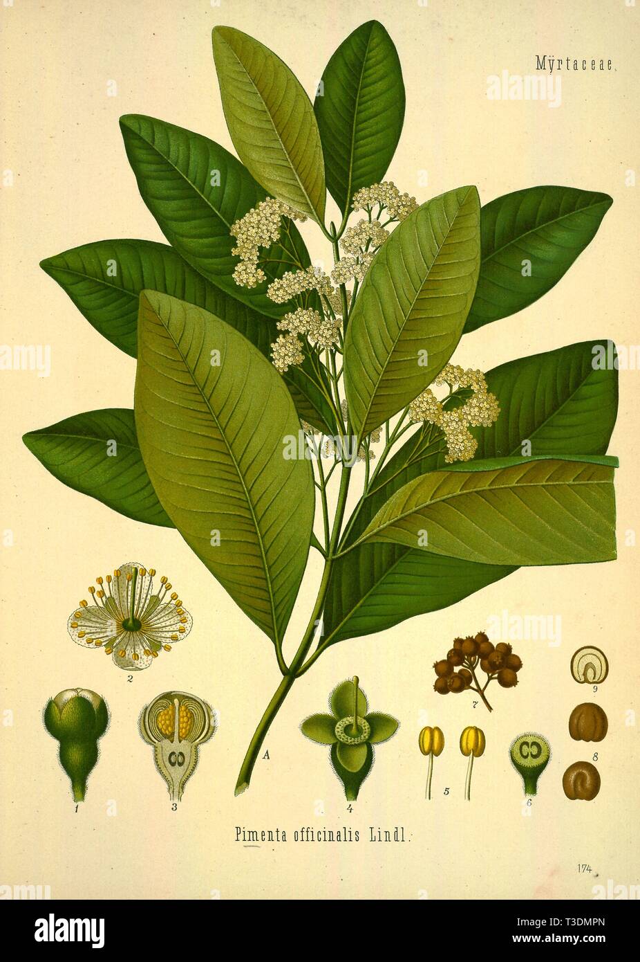 Book botanical illustrations hi-res stock photography and images - Alamy