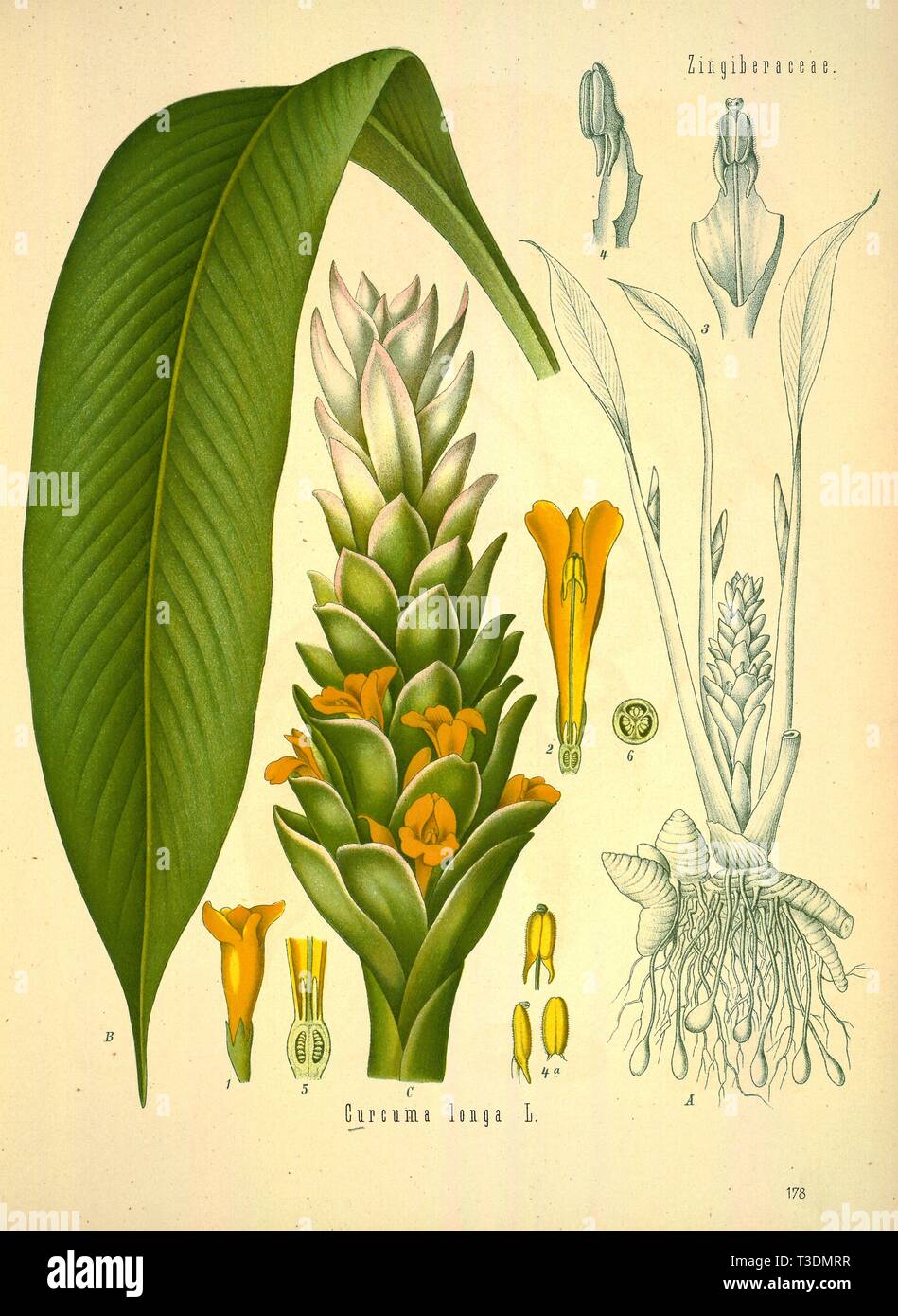 Beautiful vintage hand drawn illustrations of plants and flowers from ...