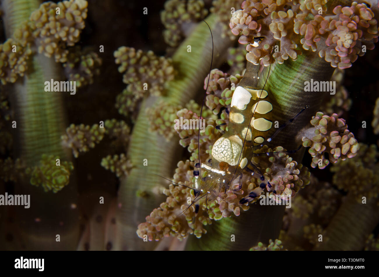 Sarasvati Anemone Shrimp, Periclemenes sarasvati, Palaemonidae, Anilao ...
