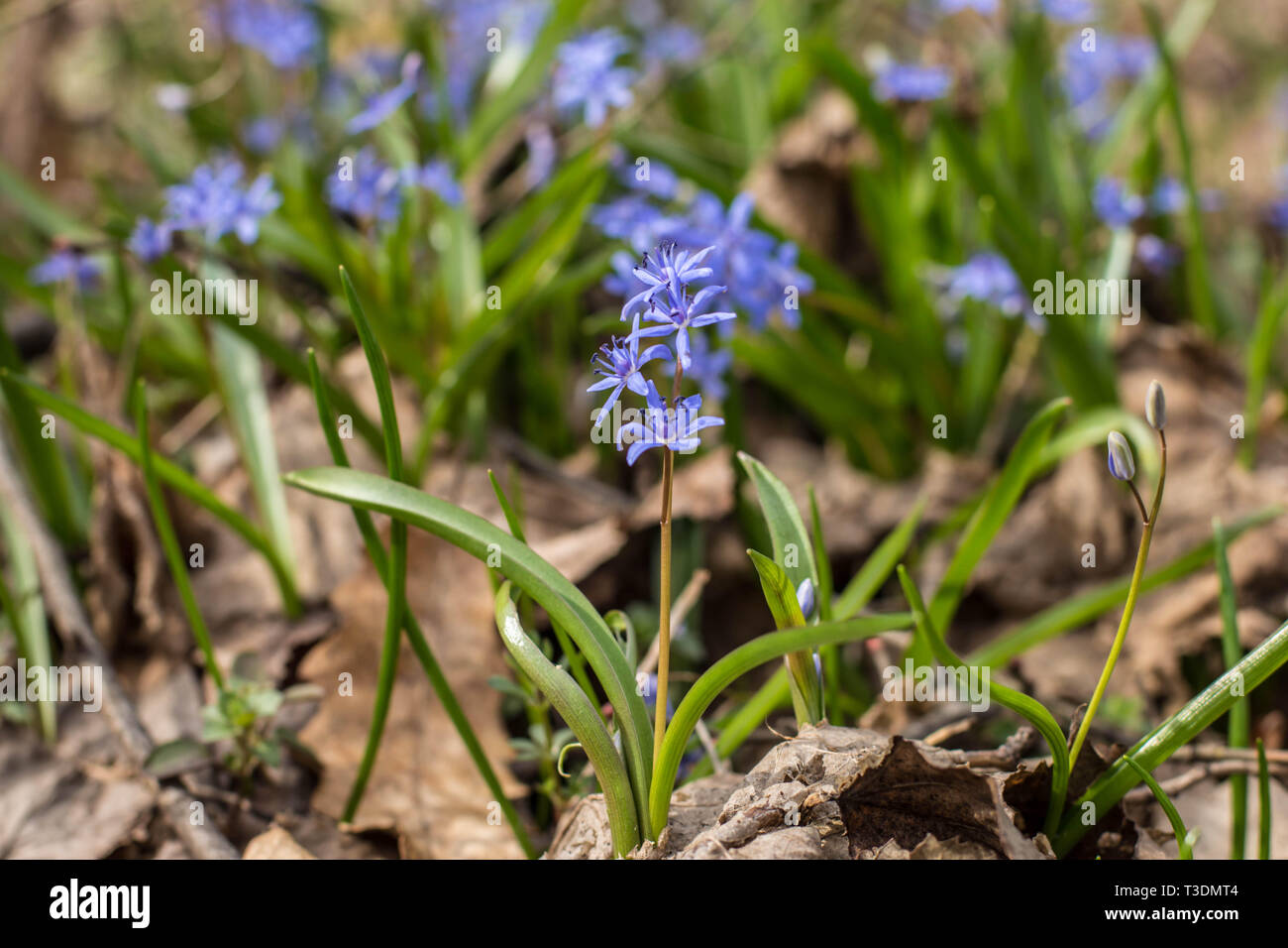 Blue flowers of wild forest plant alpine squill, latin name Scilla ...