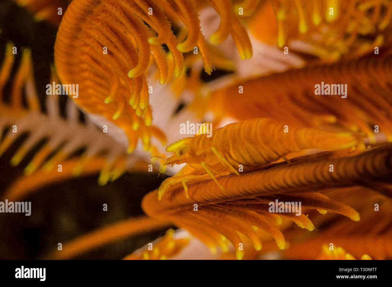 Ambon Crinoid Shrimp, Laomenes amboinensis, Palaemonidae, Anilao ...