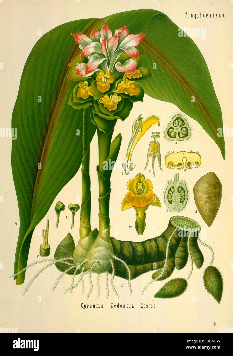 Beautiful vintage hand drawn illustrations of plants and flowers from ...