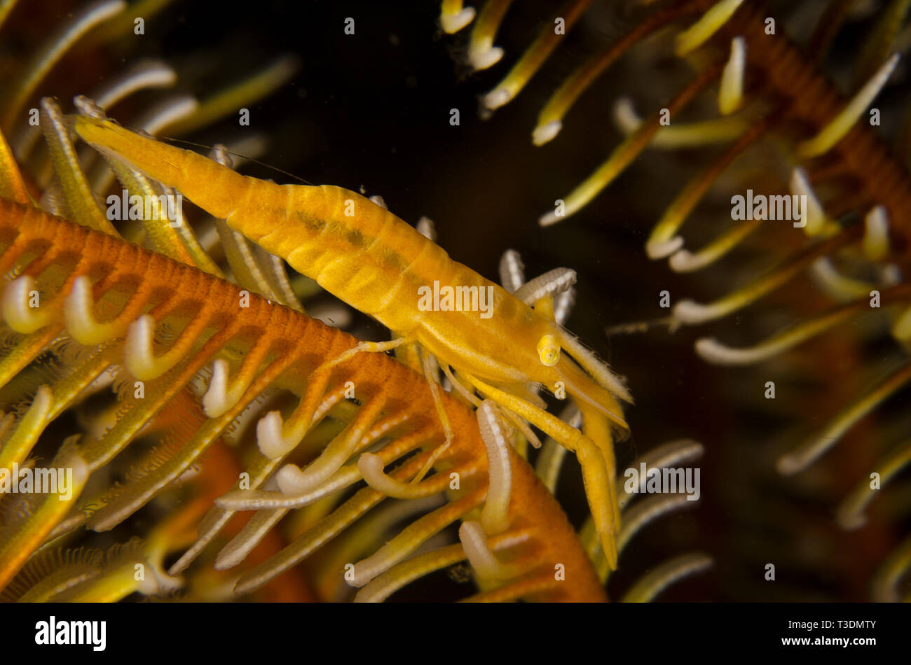 Ambon Crinoid Shrimp, Laomenes amboinensis, Palaemonidae, Anilao ...