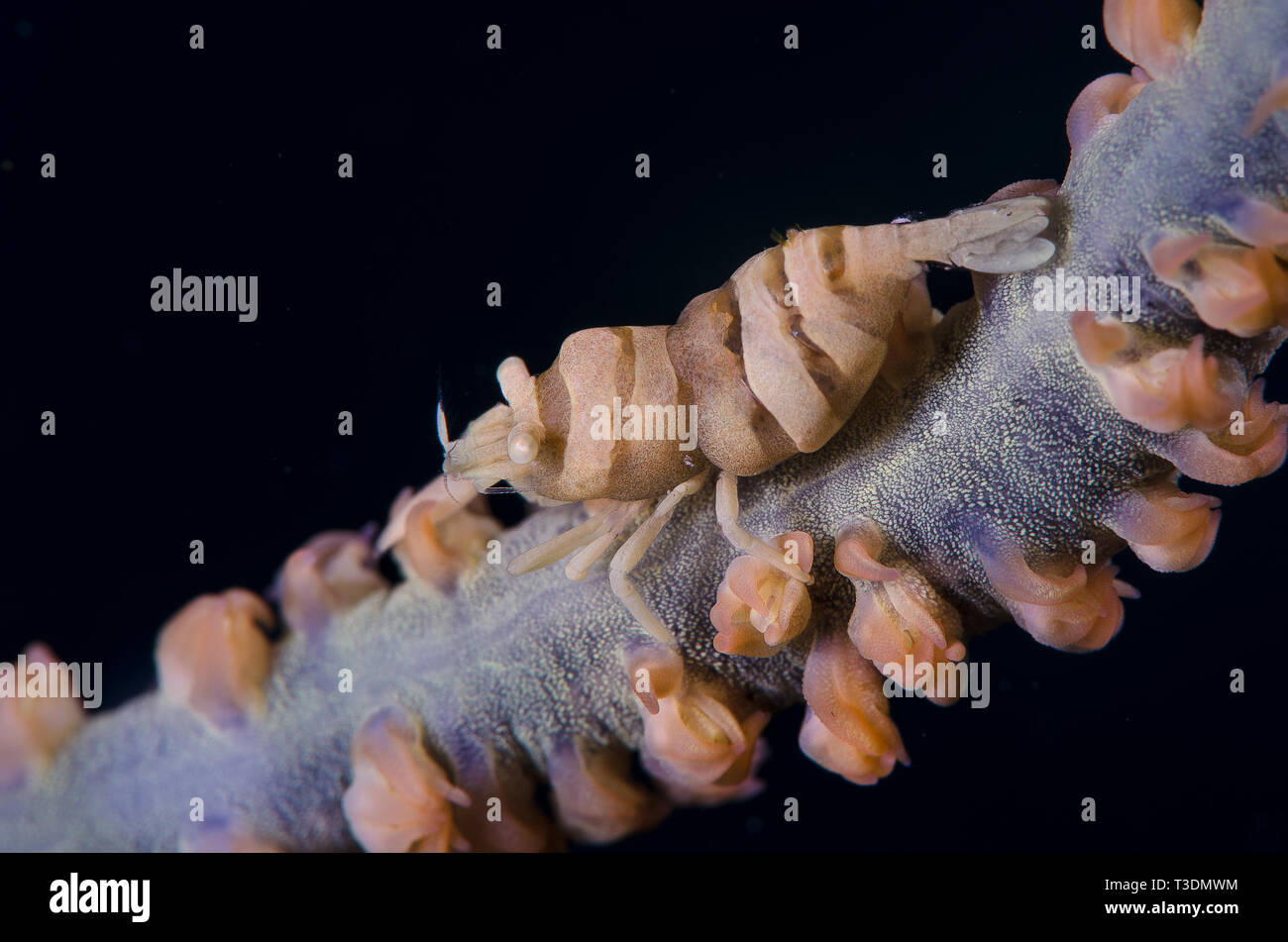 Zanzibar shrimp hi-res stock photography and images - Alamy
