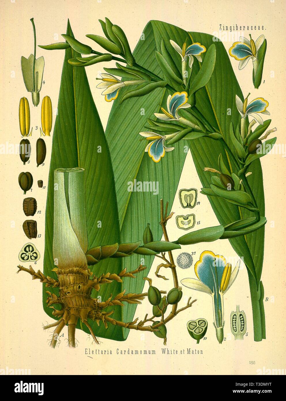 Beautiful vintage hand drawn illustrations of plants and flowers from ...