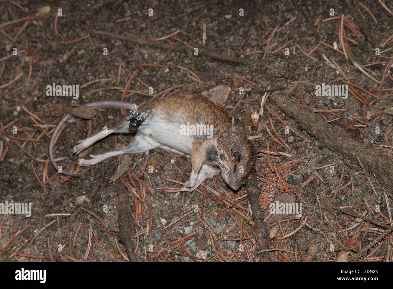 Dead striped field mouse ,Apodemus agrarius Stock Photo - Alamy