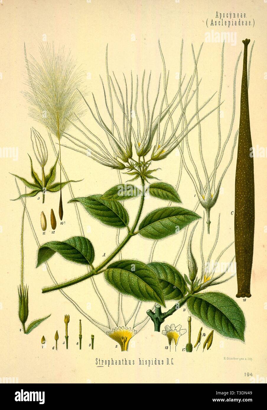 Beautiful vintage hand drawn illustrations of plants and flowers from ...