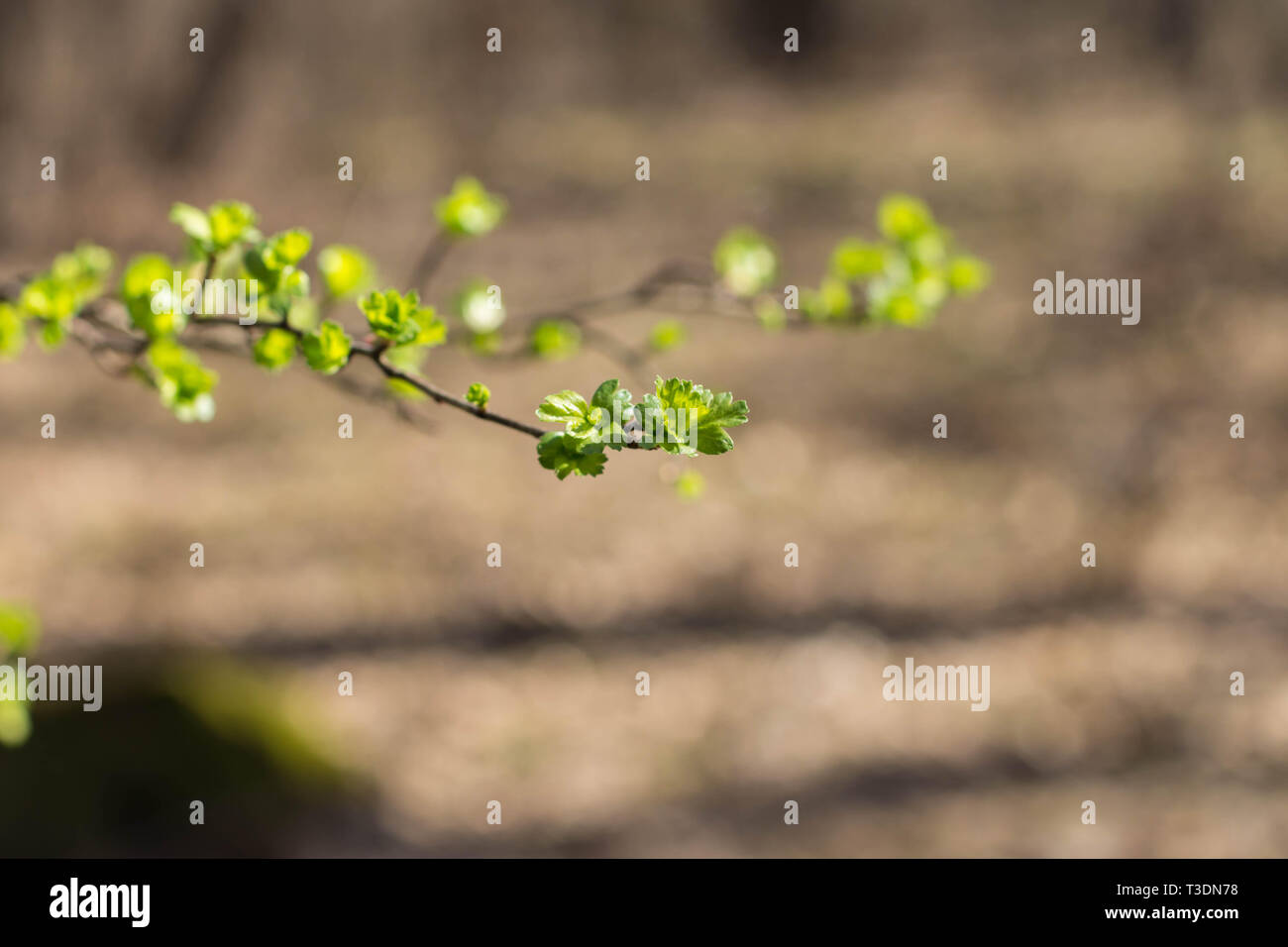 Young hawthorn leaves hi-res stock photography and images - Alamy
