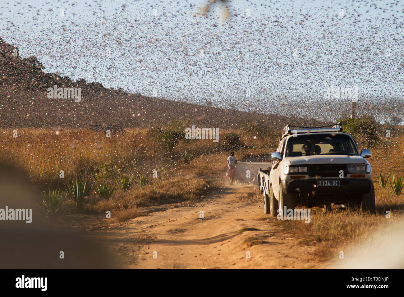 Swarm of migratory locusts,Locusta migratoria capito, Madagascar,Africa ...