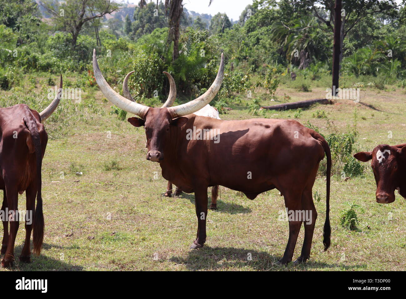 Farmers cows in uganda, africa Stock Photo - Alamy