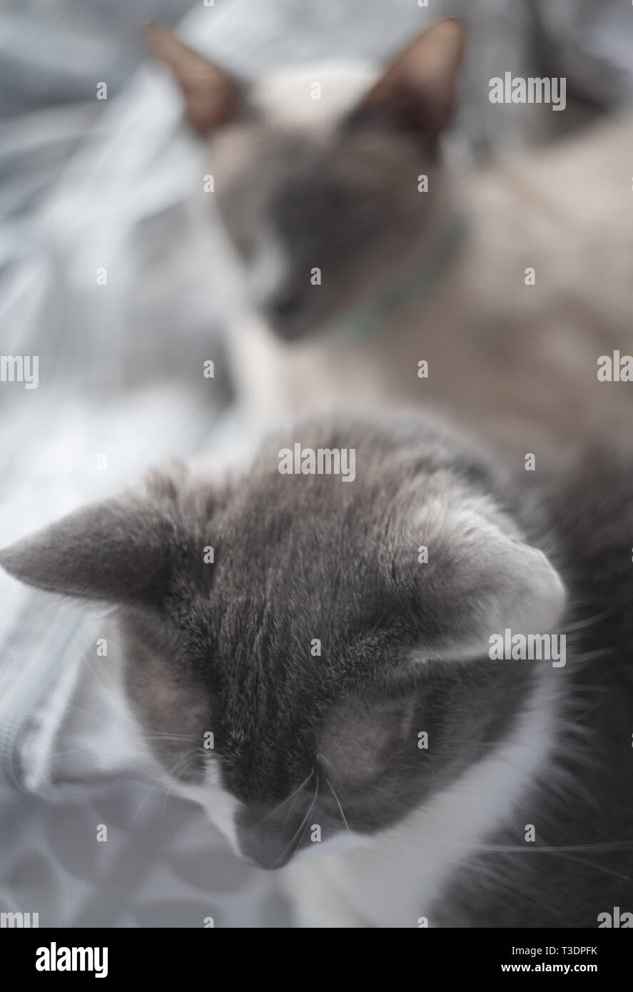 Limited depth of field hi-res stock photography and images - Alamy