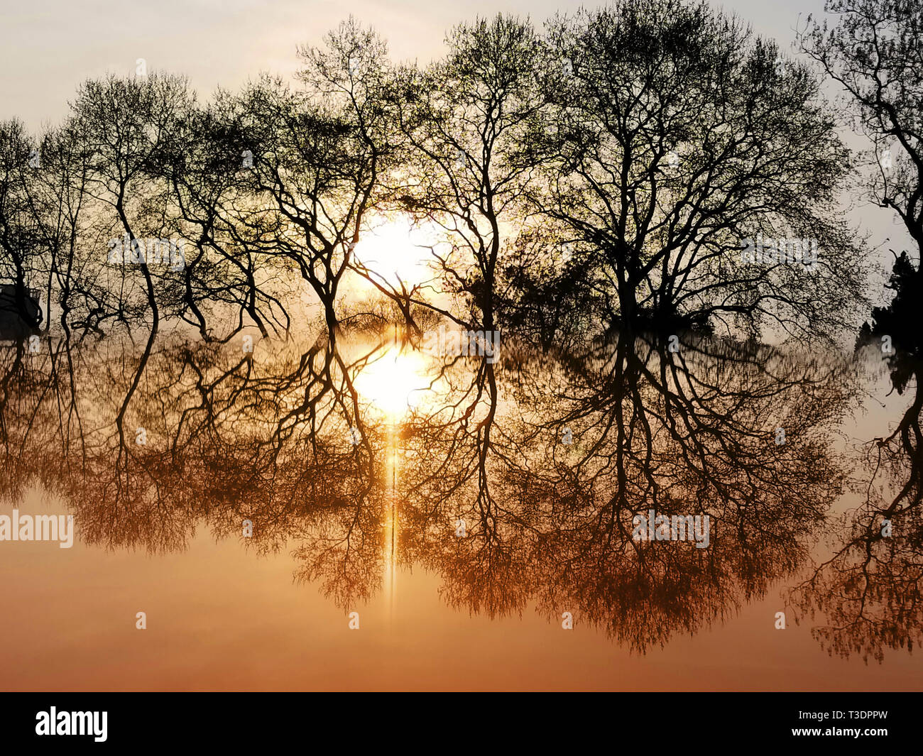 tree reflect on water Stock Photo - Alamy