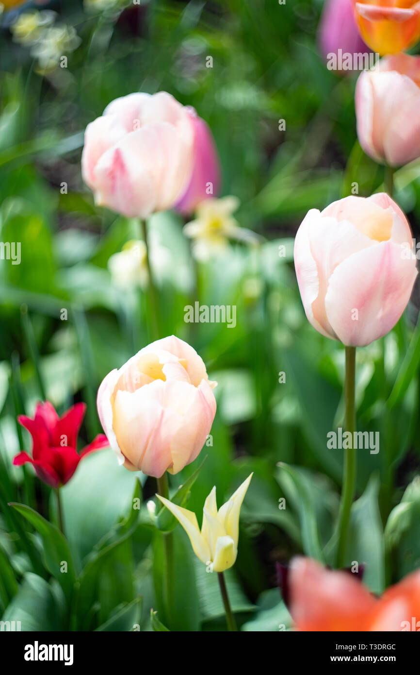 Pink tulips and multi-coloured tulips, River cottage garden, Park Farm ...