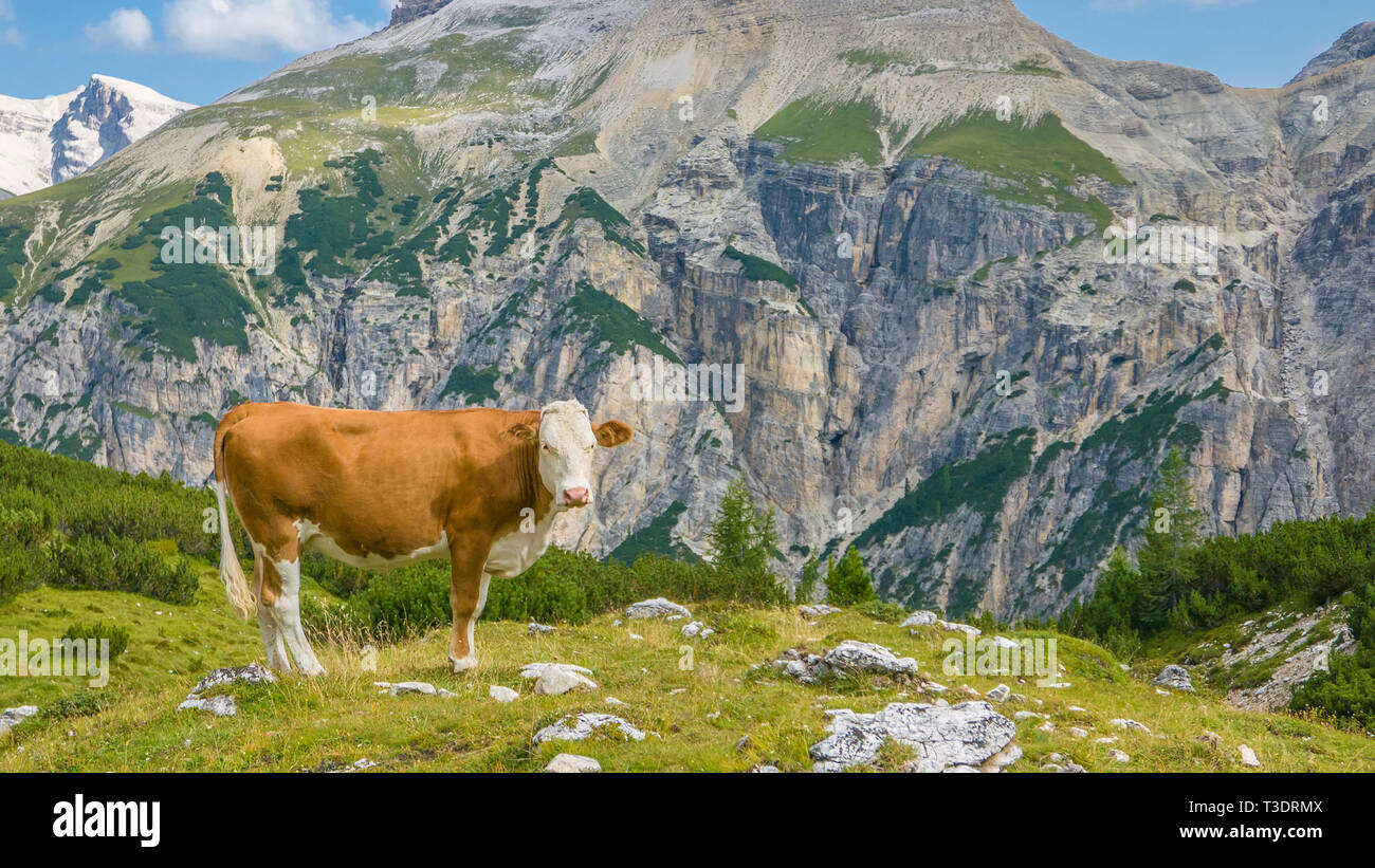 Happy cow in beautiful mountain scenery Stock Photo - Alamy