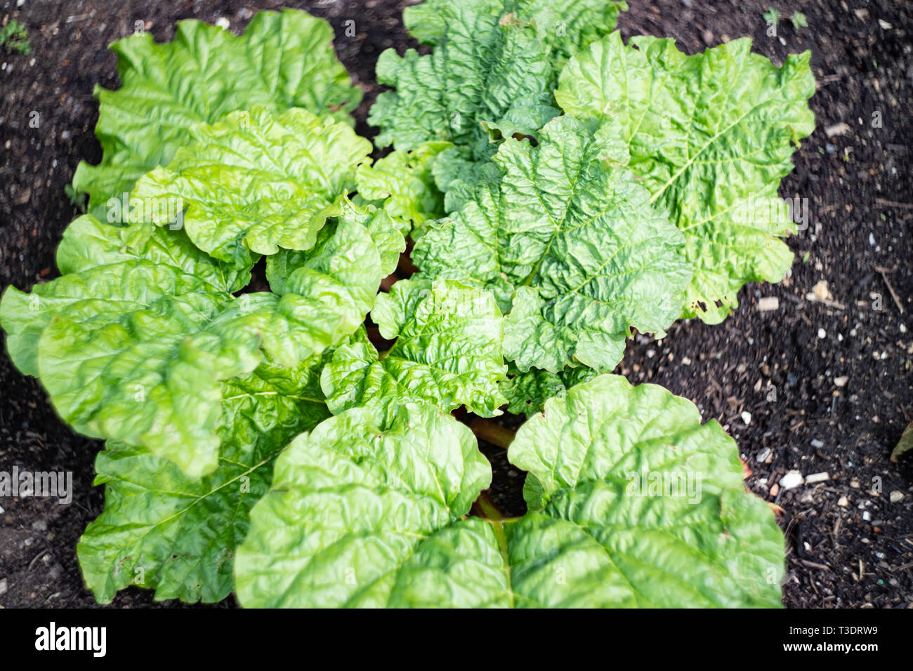 Rhubarb plant hi-res stock photography and images - Alamy