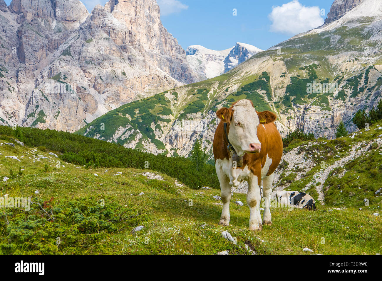 Healthy cow from healthy environment, free range cows in the mountains ...