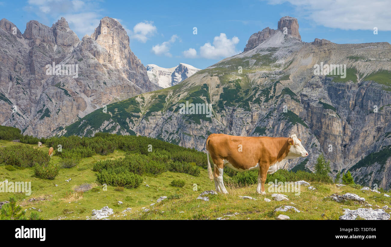 Wonder cow looking forward in high alpine scenery Stock Photo - Alamy
