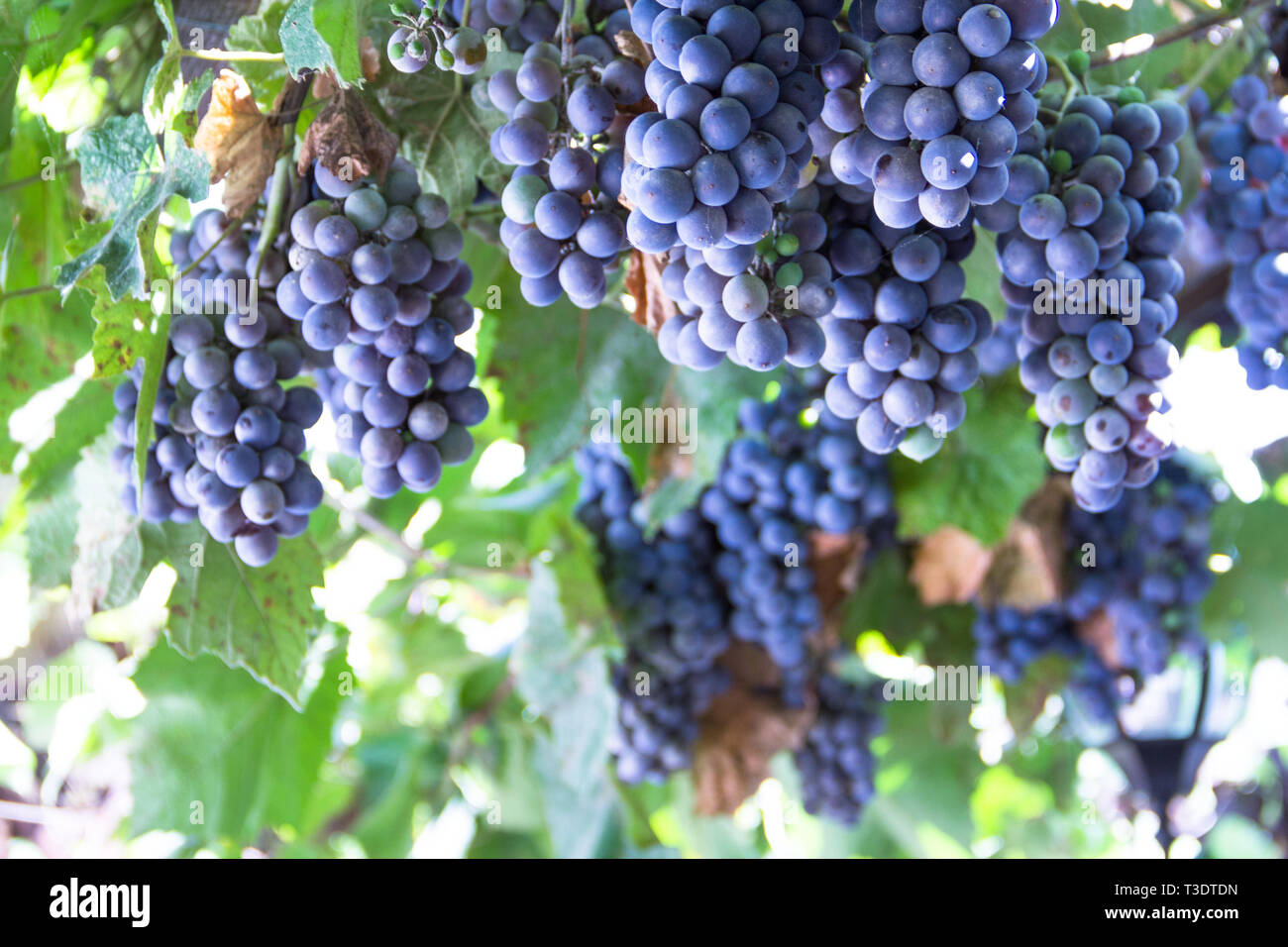 Many bunches of ripe red grape at vine outdoor harvesting season ...