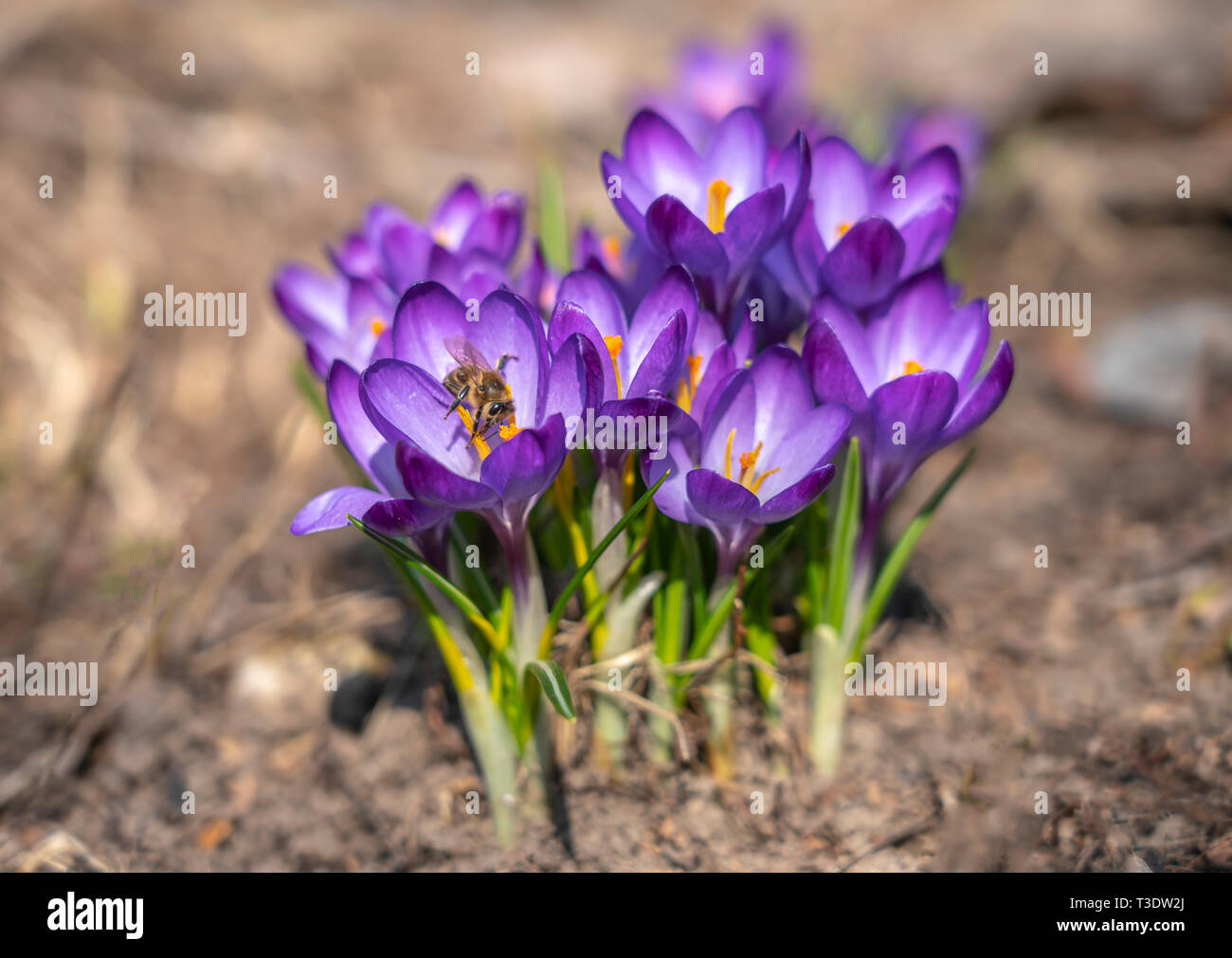 Ruby Giant Crocus High Resolution Stock Photography and Images - Alamy