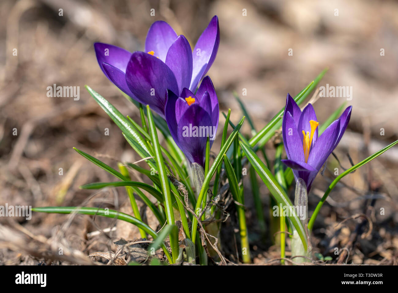 Ruby giant crocus hi-res stock photography and images - Alamy