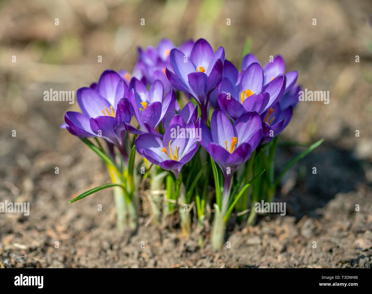 early spring, flowering Crocus family Crocus Ruby Giant, close-up Stock ...