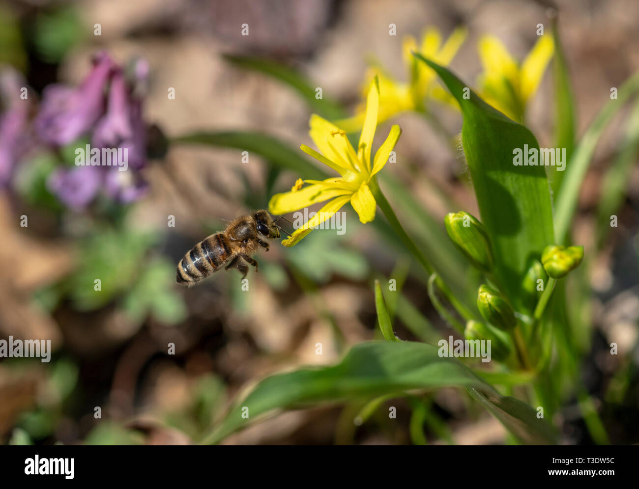 Bee primrose hi-res stock photography and images - Alamy