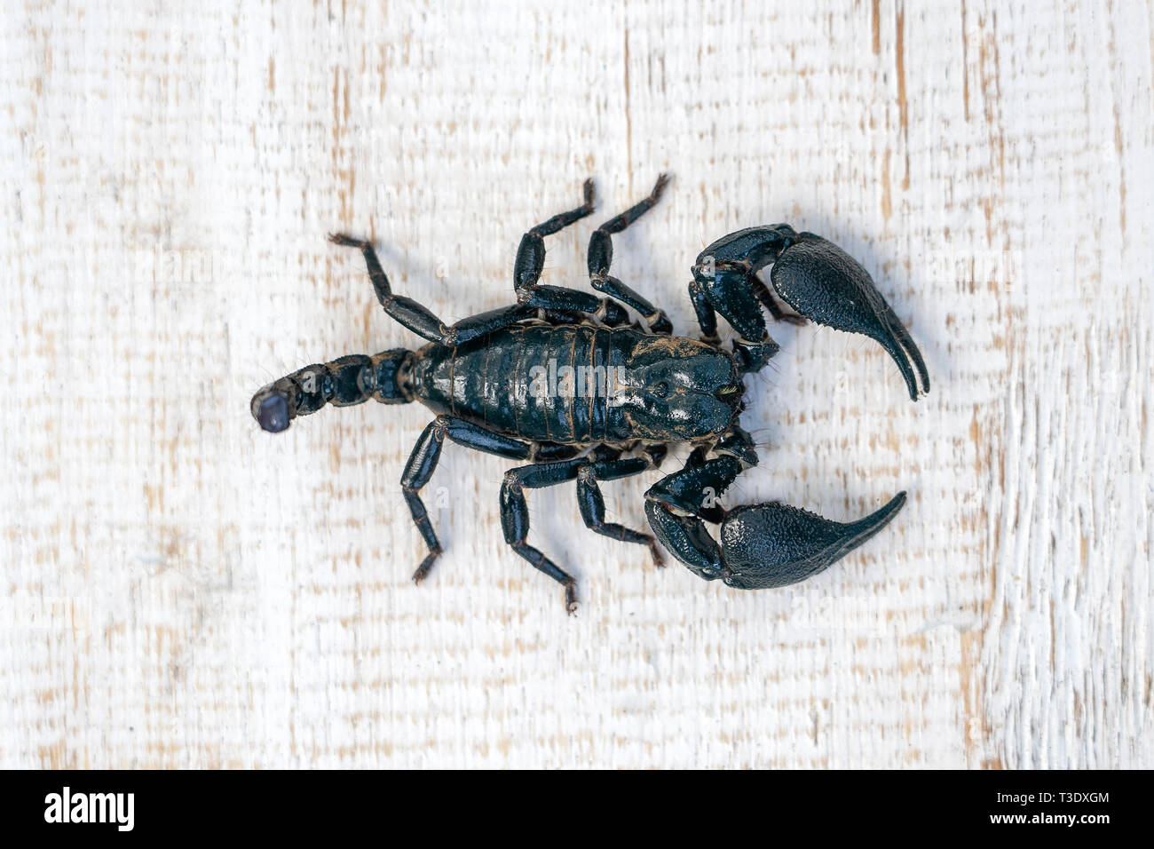 Asian black scorpion on white wooden background in Ubud, island Bali ...