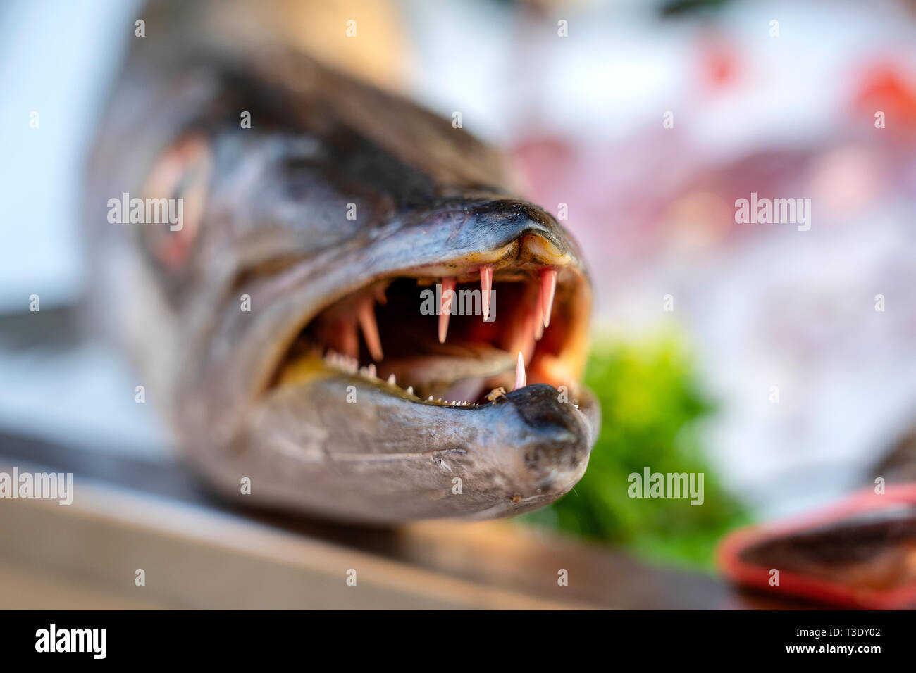Fresh barracuda fish market hi-res stock photography and images - Alamy