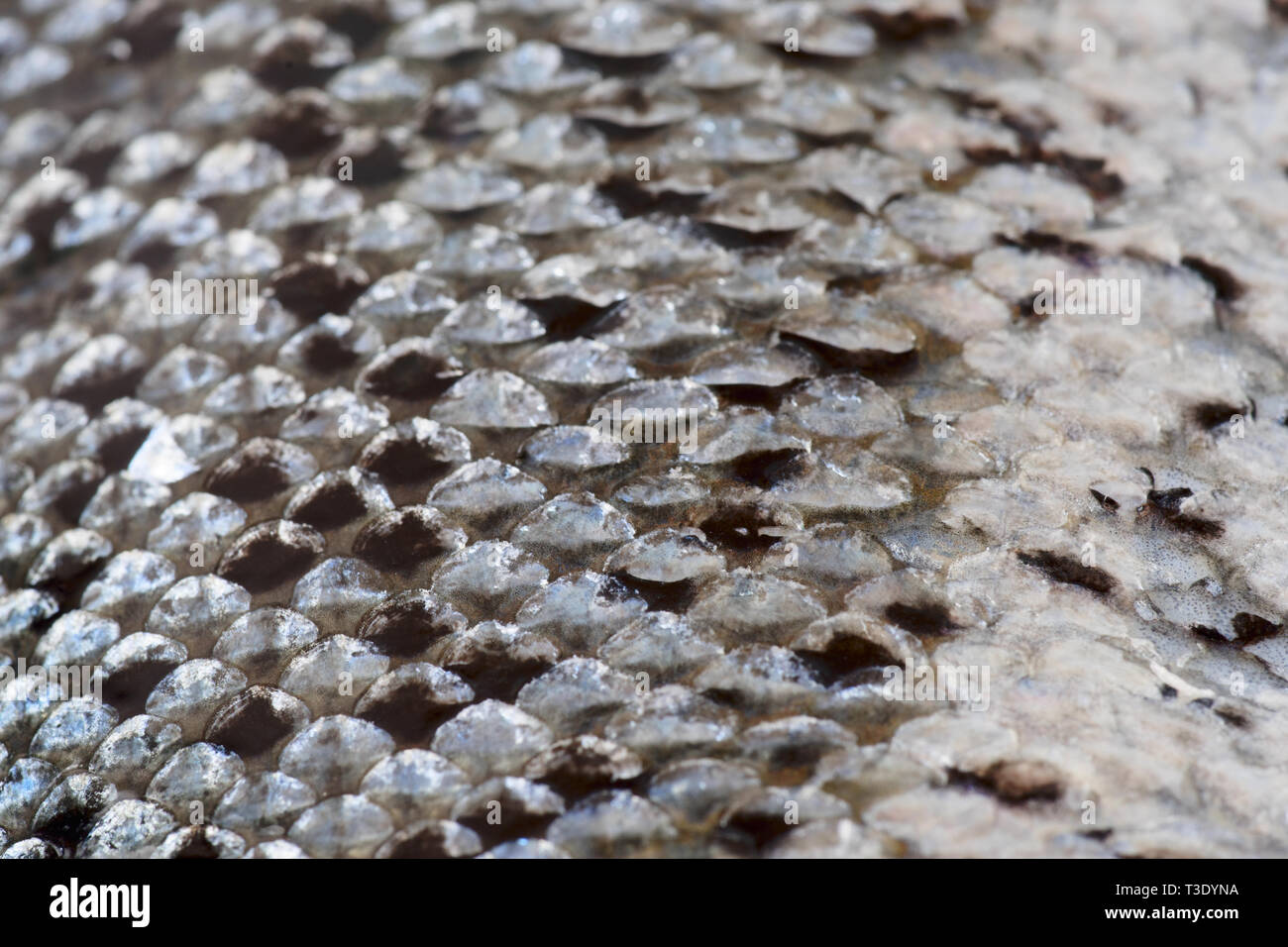 Fish scales texture hi-res stock photography and images - Alamy