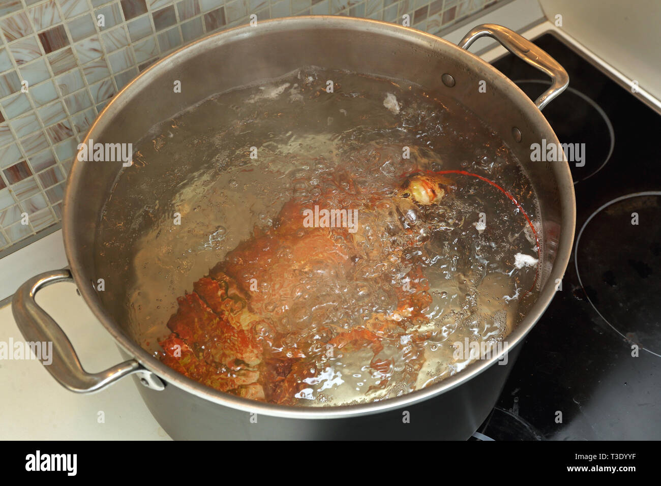 Cooking Lobster in Big Pot at Electric Stove Stock Photo - Alamy