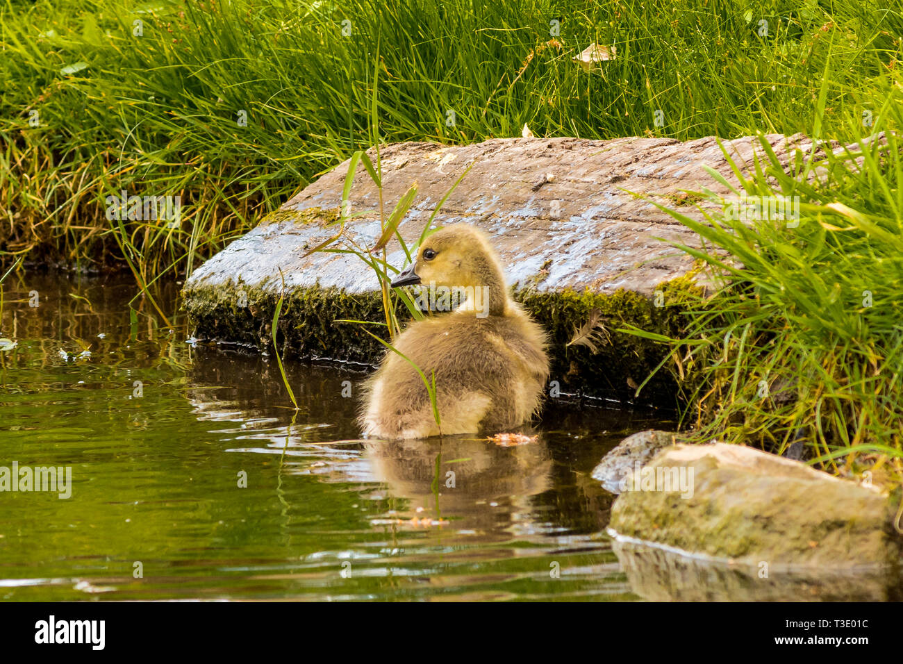 Close up of little duckling climbing river rock Stock Photo - Alamy