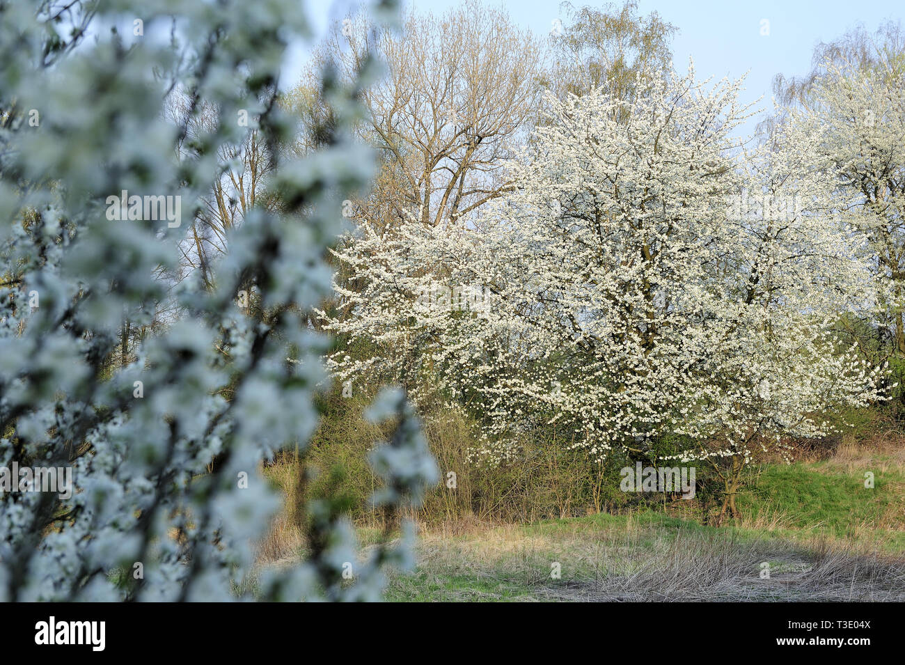 Natur spring hi-res stock photography and images - Alamy
