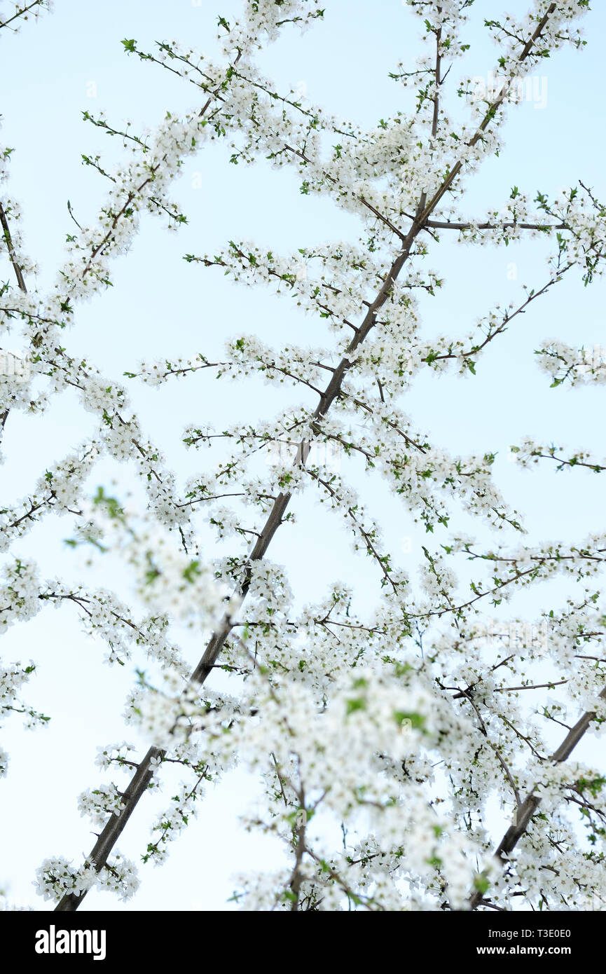 fresh, flowers, natural, natur, spring, season, health, beauty, natural ...