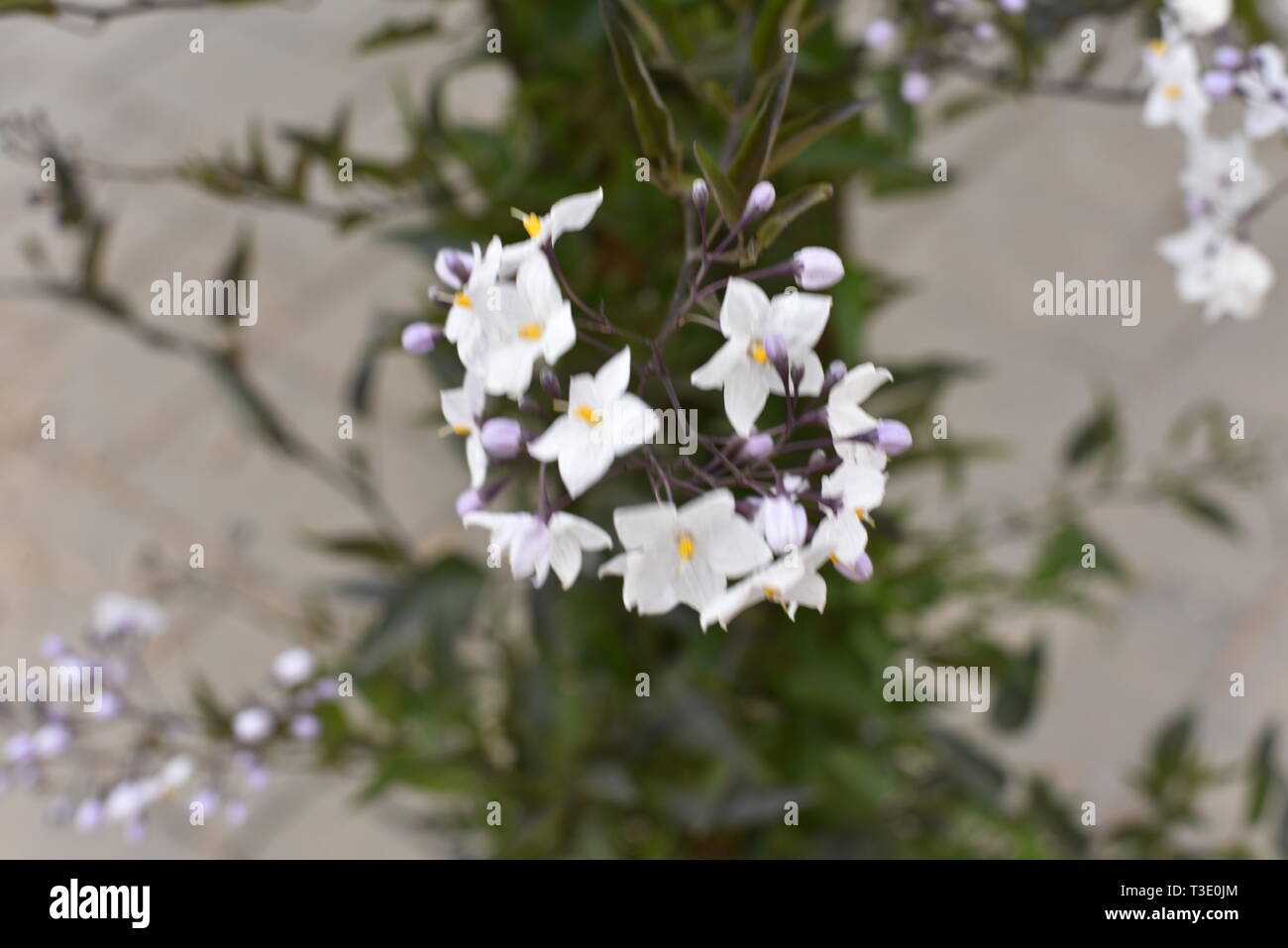 Starry tiny flowers hi-res stock photography and images - Alamy