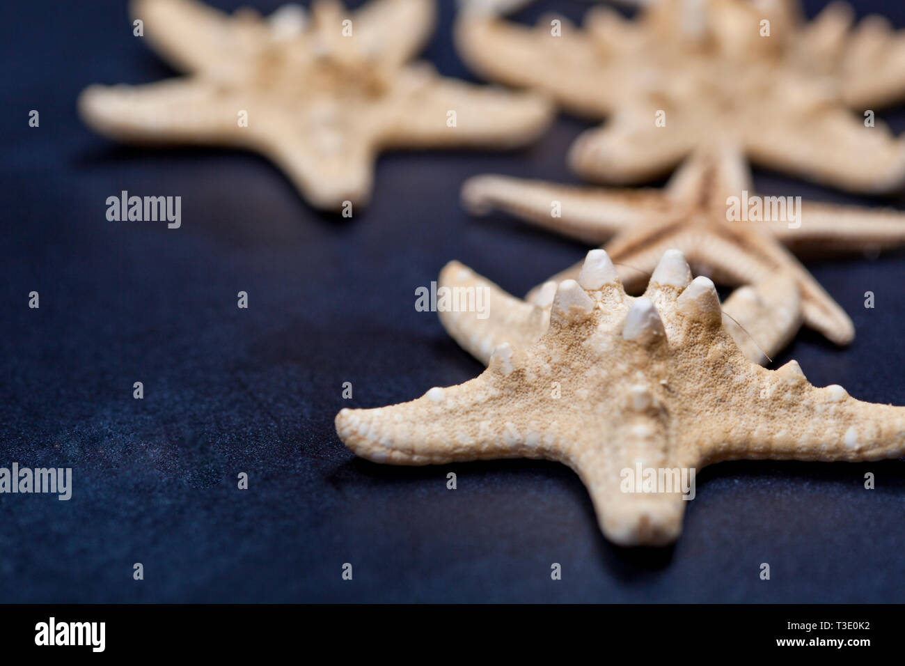 Starfish closeup hi-res stock photography and images - Alamy