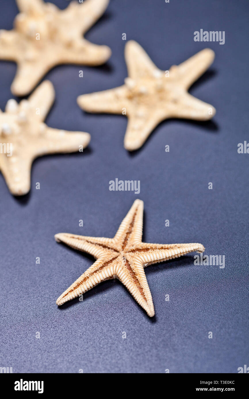 Starfish closeup hi-res stock photography and images - Alamy