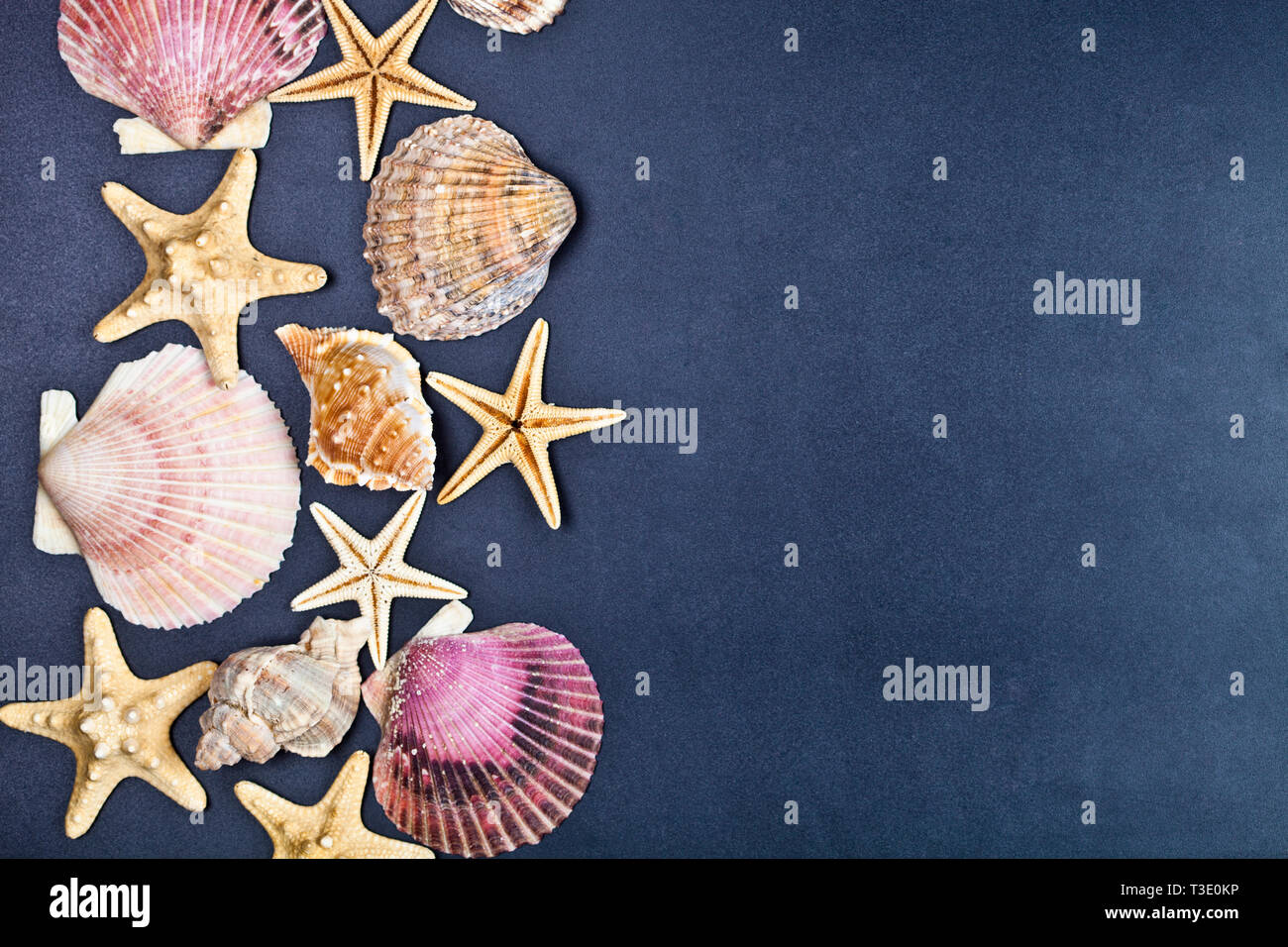 Top view of shells and starfish group on black background. With ...